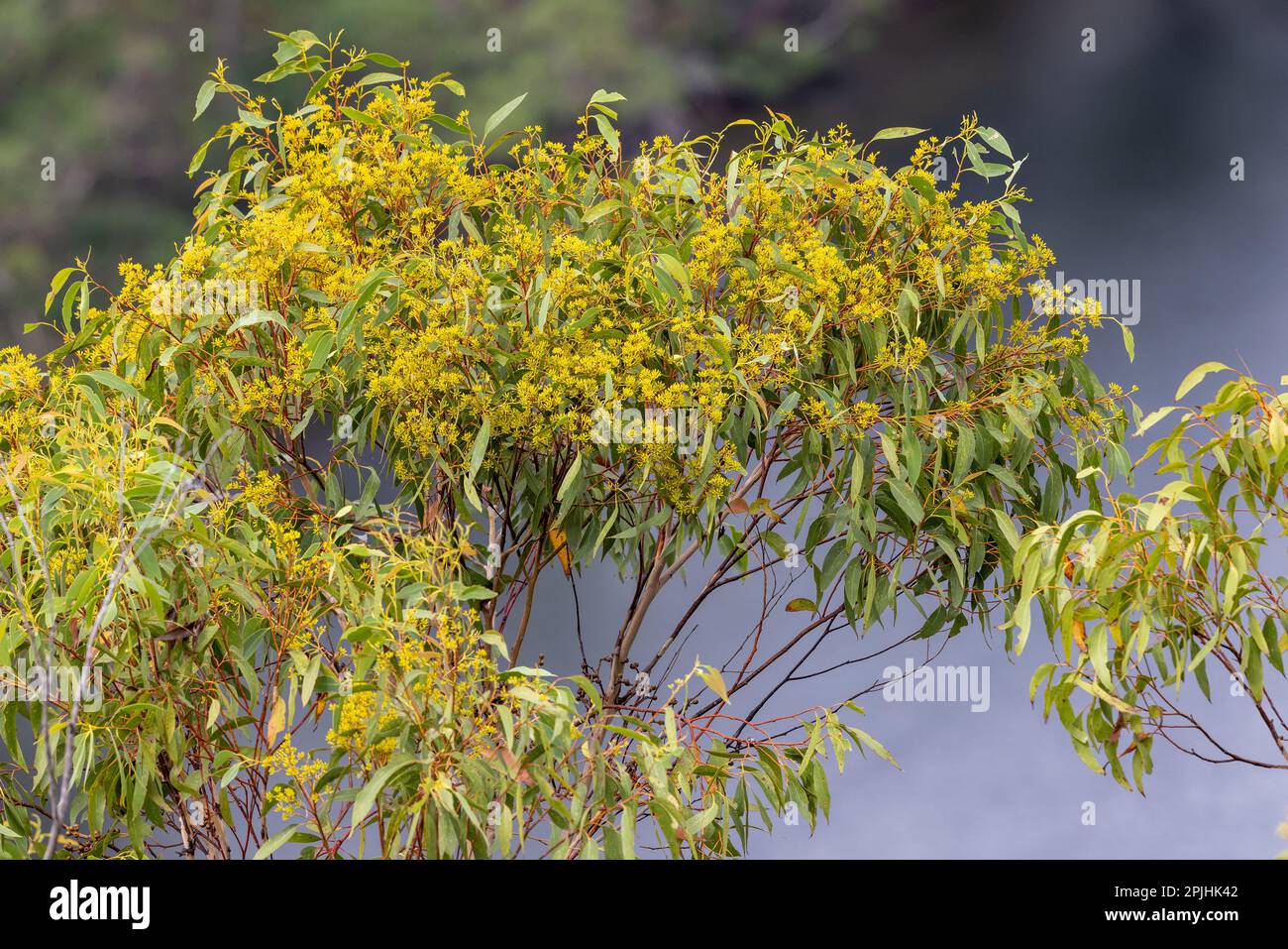 Sydney peppermint gum hi-res stock photography and images - Alamy