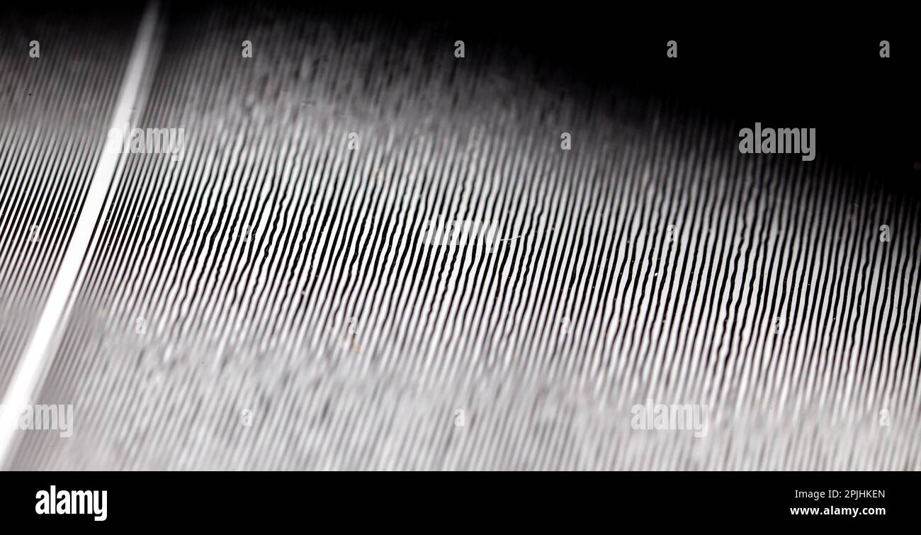 Vinyl record texture in macro Stock Photo - Alamy