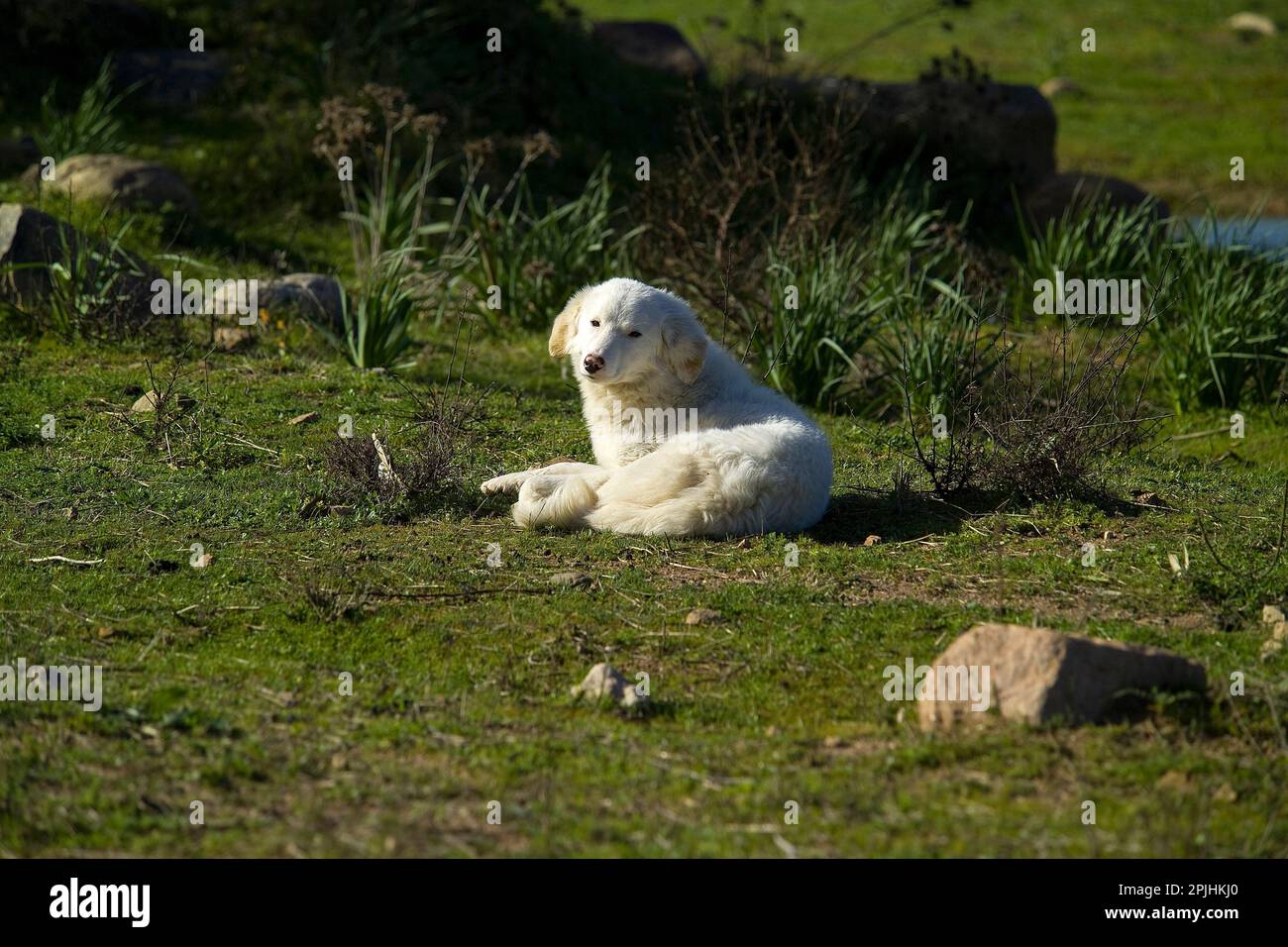 gregge di pecore e cane da pastore. Olbia Stock Photo - Alamy