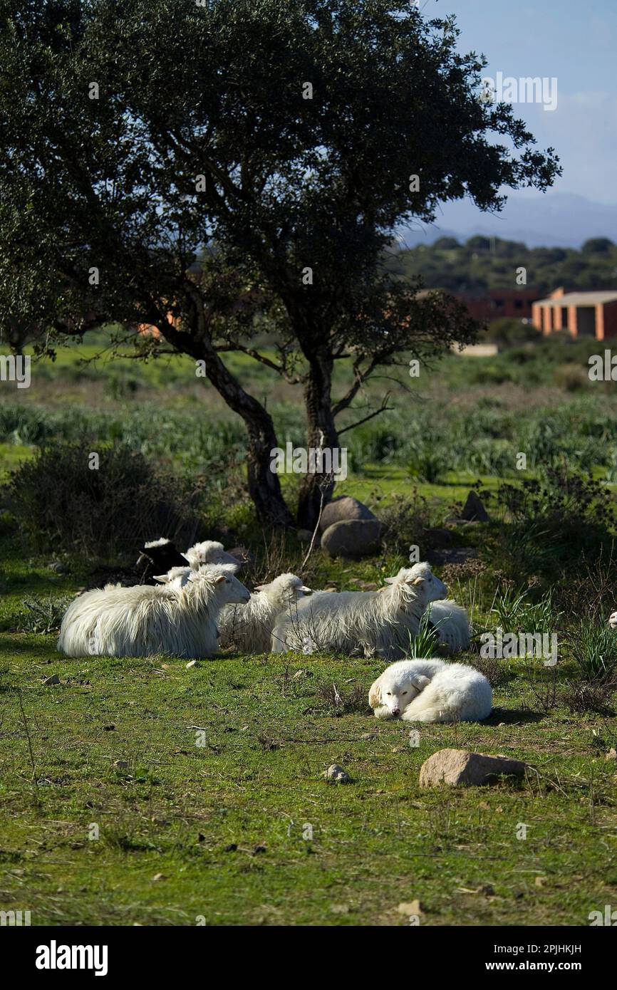 Pastore e pecore hi-res stock photography and images - Alamy