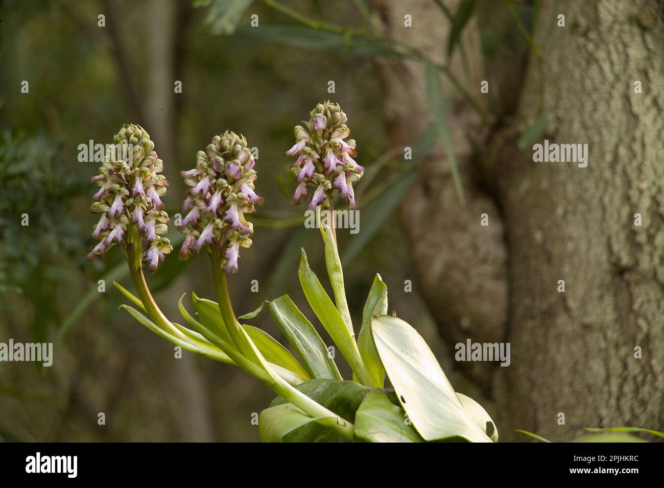 Himantoglossum (Barlia) robertiana Lago di Baratz. Sassari, Sardegna ...