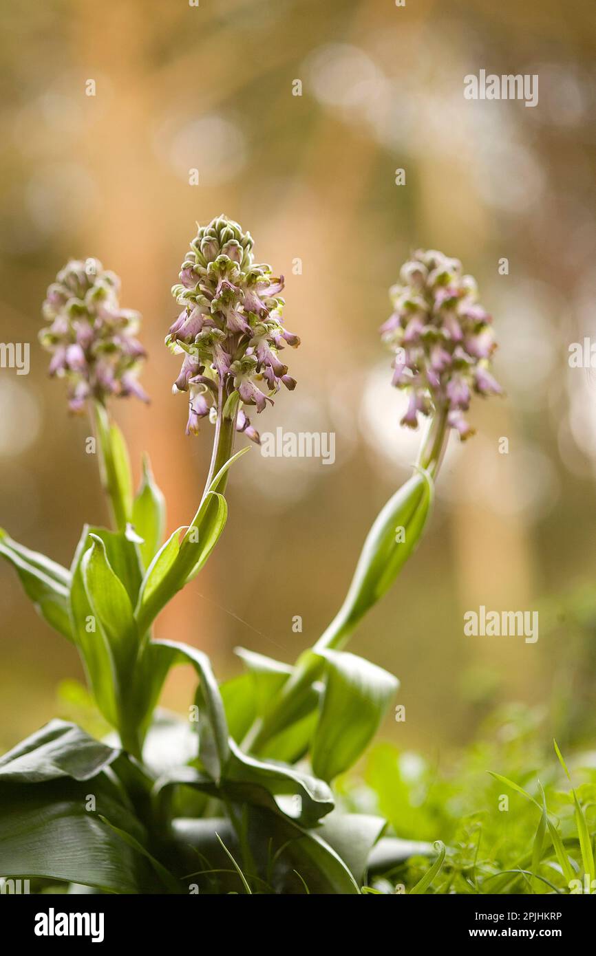 Himantoglossum (Barlia) robertiana Lago di Baratz. Sassari, Sardegna ...