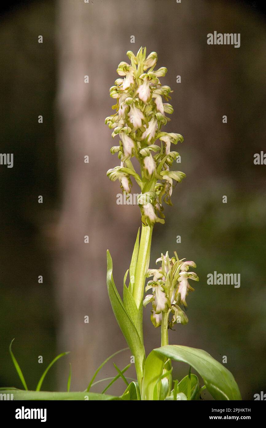 Himantoglossum (Barlia) robertiana Lago di Baratz. Sassari, Sardegna ...