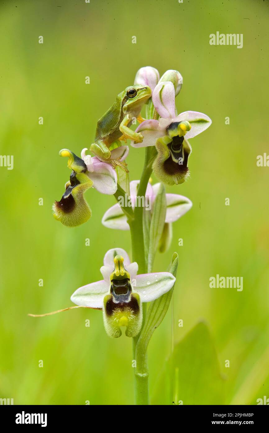 Orchidea (Ophrys tenthredinifera). Is Arenas, Oristano, Sardegna ...