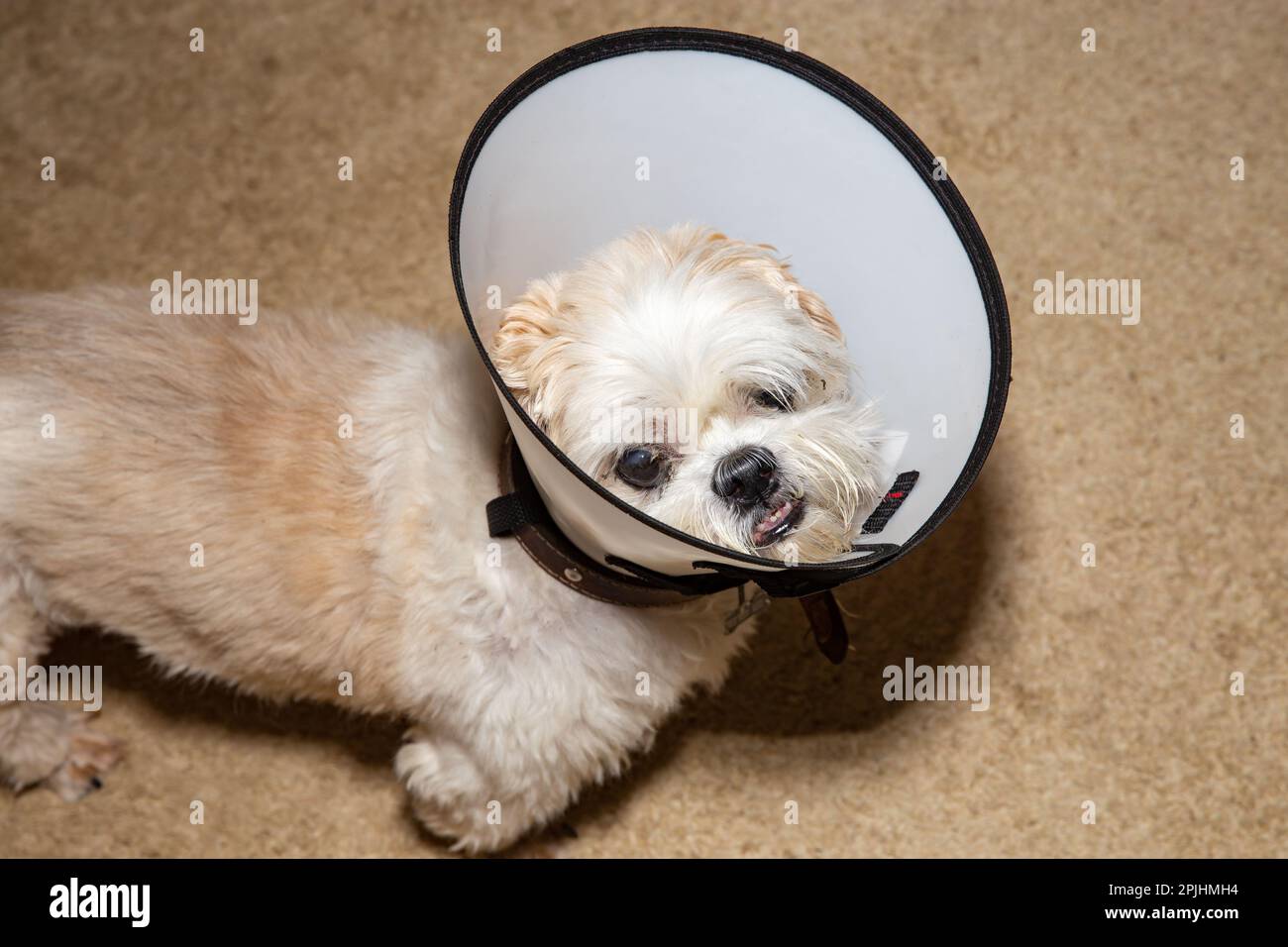 Traditional Elizabethan pet collar. Veterinary medicine Stock Photo - Alamy