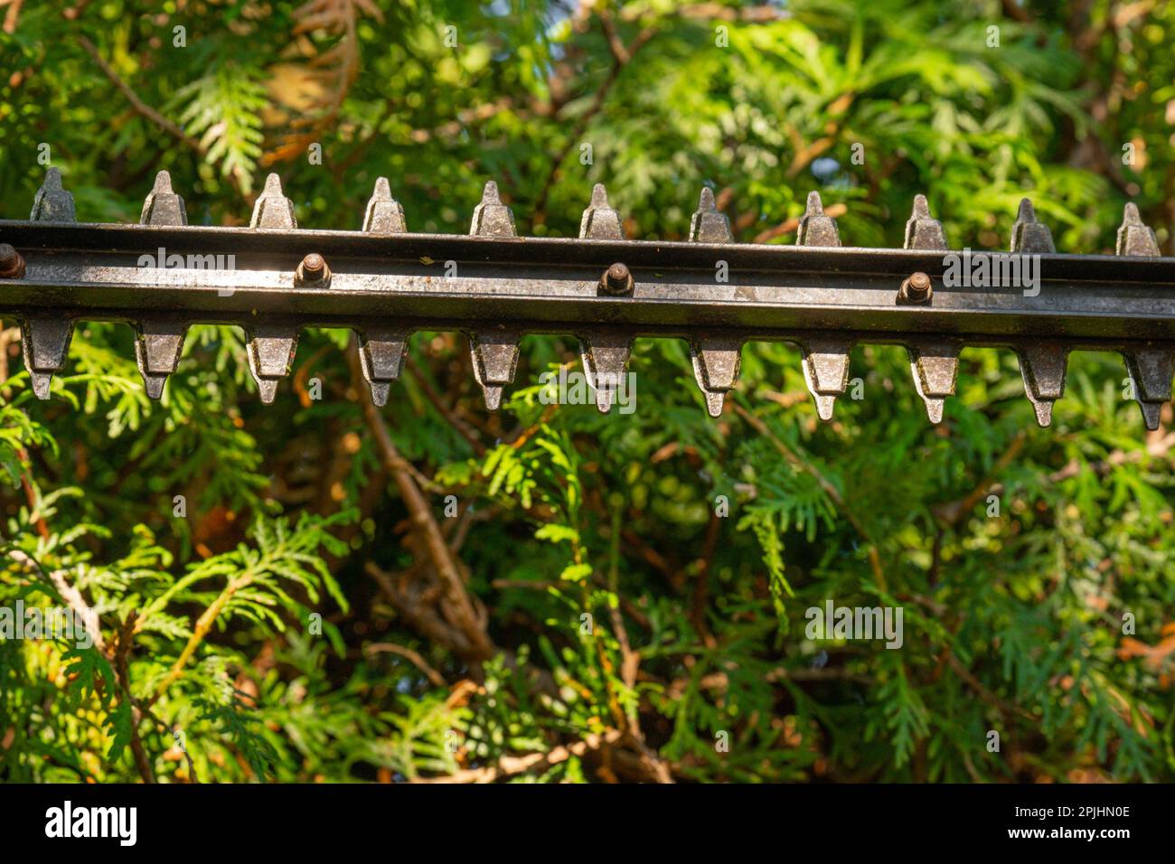 pruning in the garden.Hedge clipping.Thuja Brabant pruning.garden trimmer cuts a hedge of thuja ...