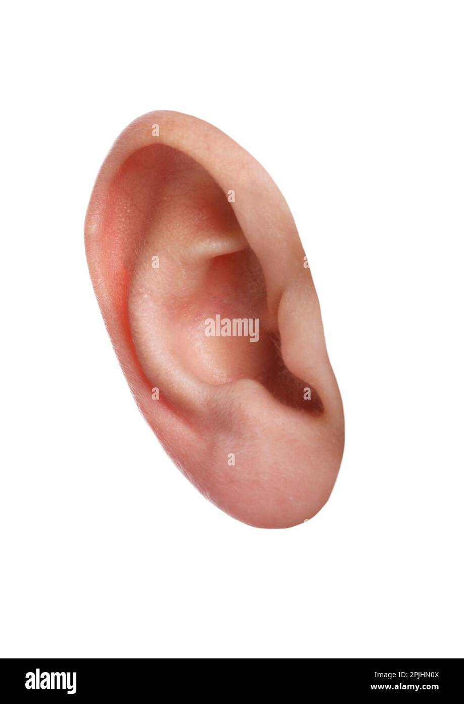 Human ear isolated on white. Organ of hearing and balance Stock Photo ...