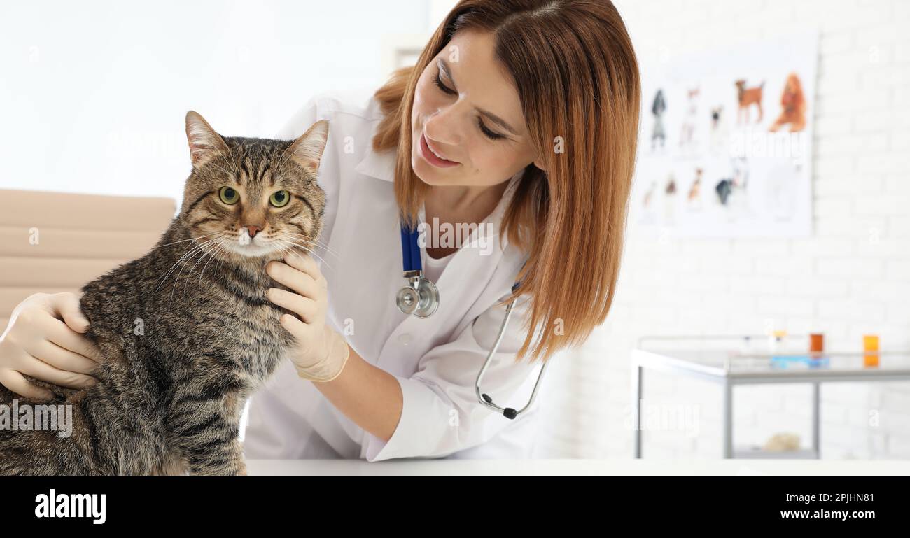 Professional veterinarian examining cute cat in clinic. Banner design ...
