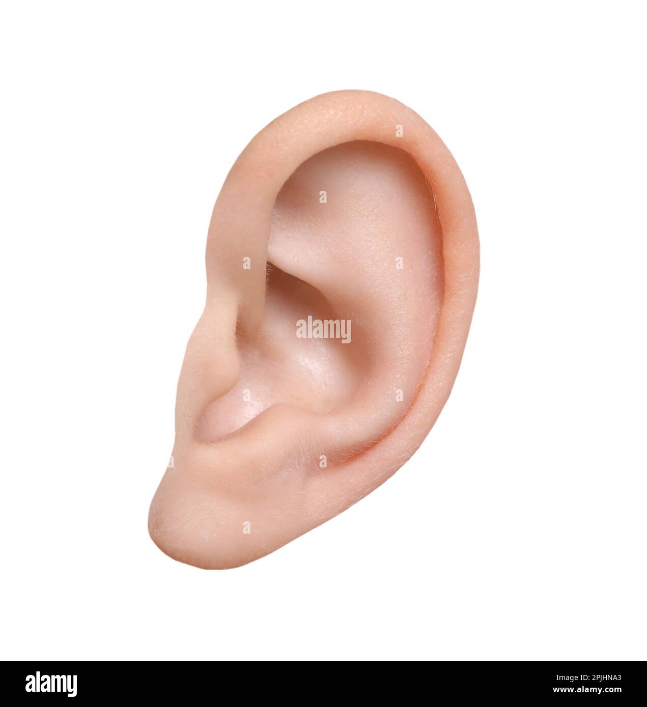 Human ear isolated on white. Organ of hearing and balance Stock Photo ...