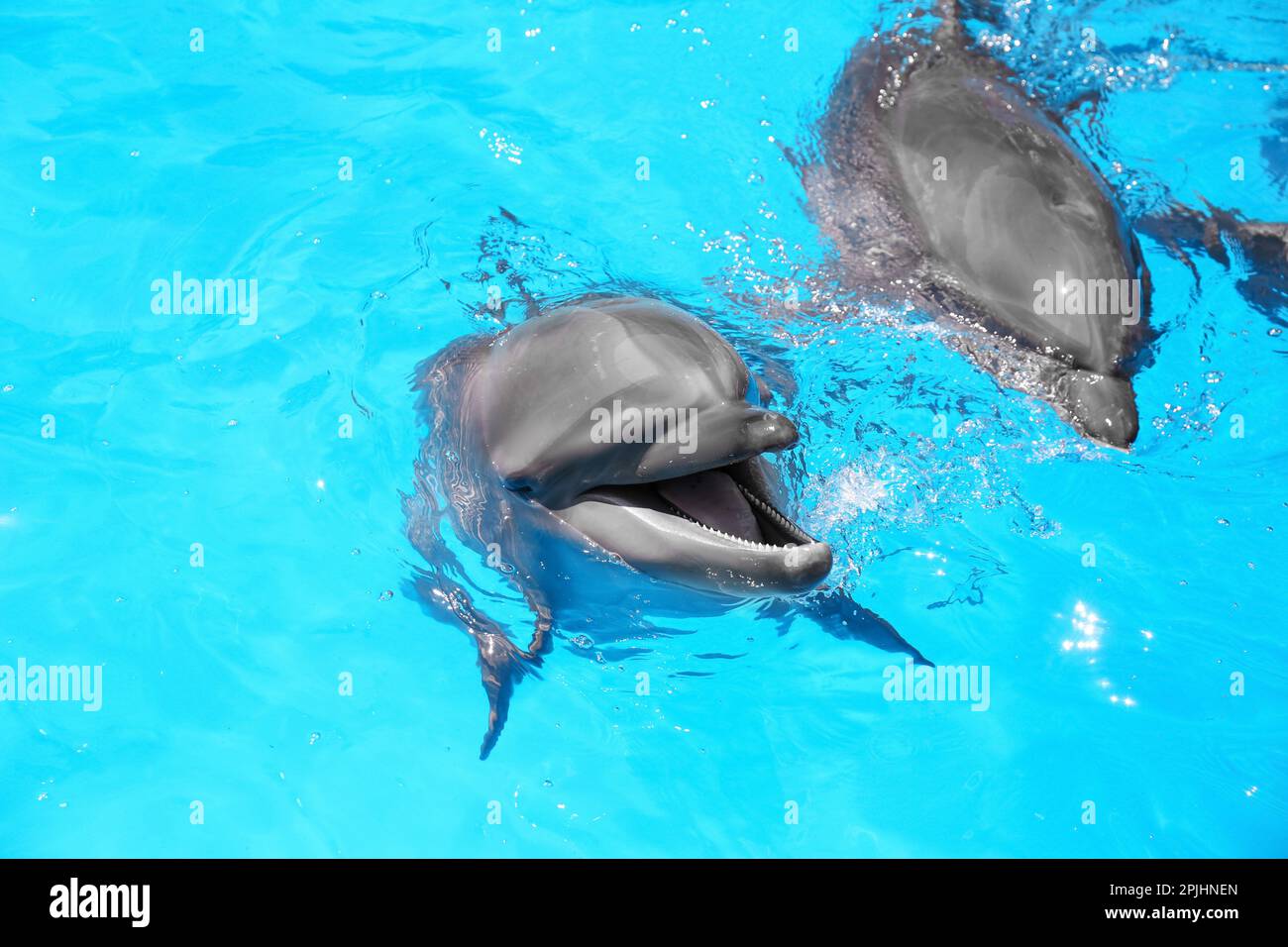 Dolphins swimming in pool at marine mammal park Stock Photo - Alamy