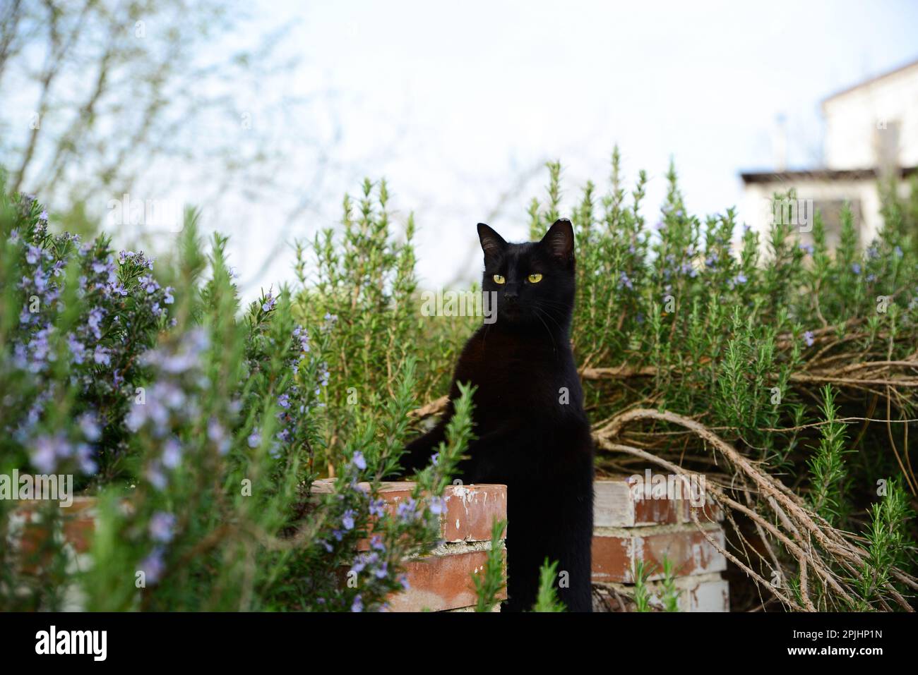 Beautiful cat blooming plants hi-res stock photography and images - Alamy