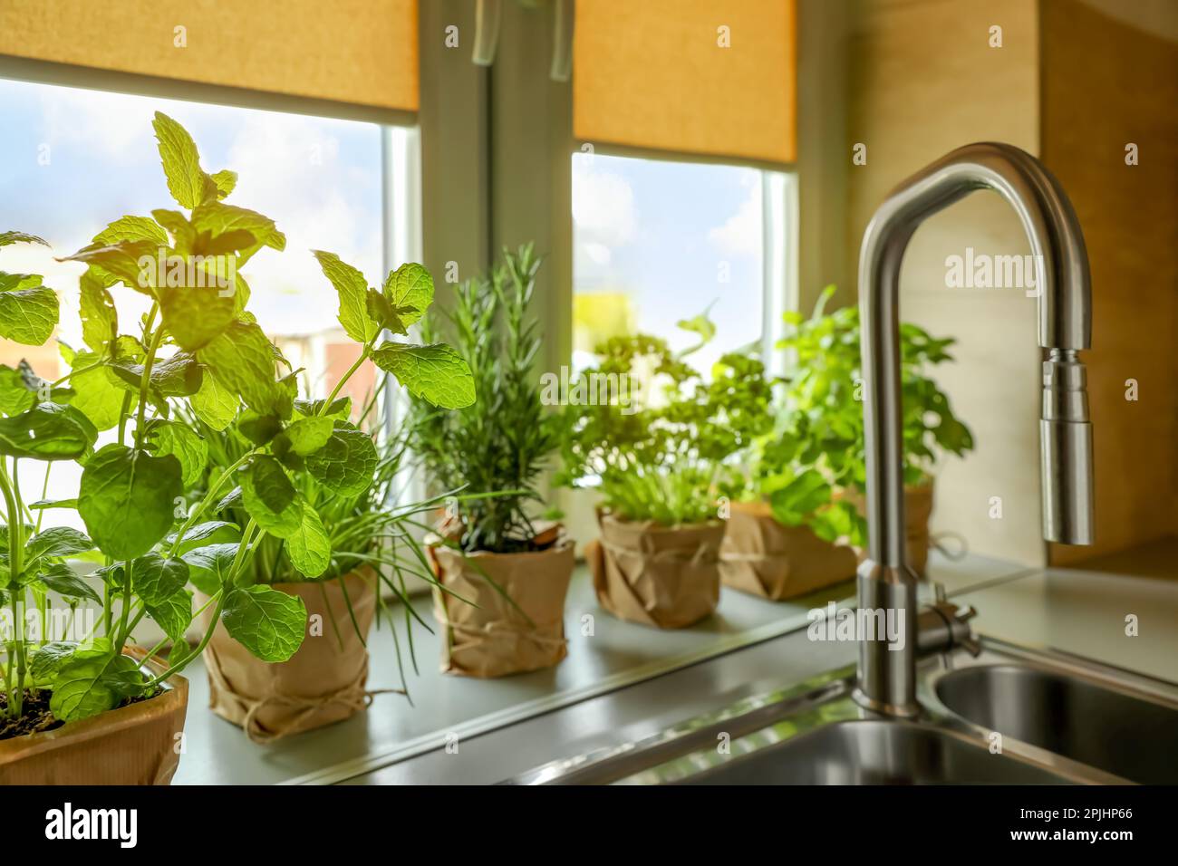 Different aromatic potted herbs on window sill near kitchen sink Stock ...
