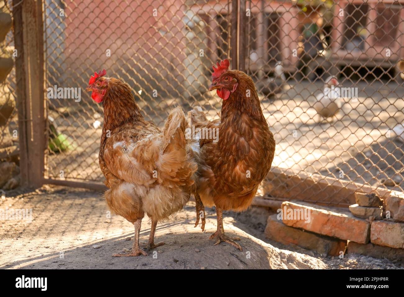 Beautiful hens hi-res stock photography and images - Alamy