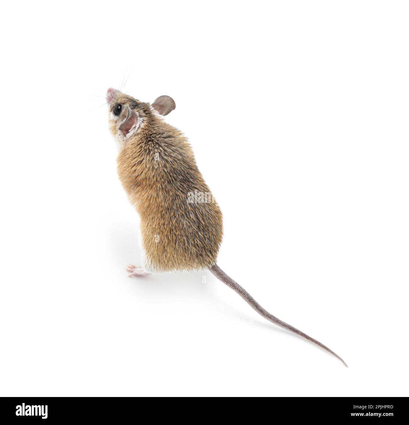 Small cute spiny mouse on white background Stock Photo - Alamy