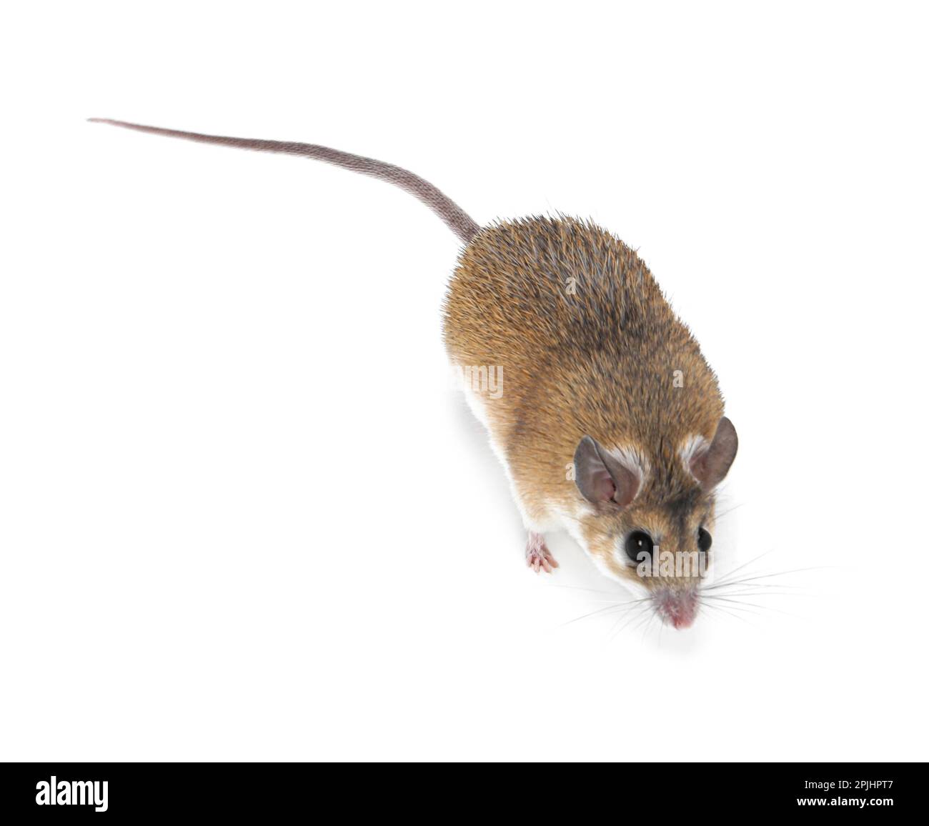 Small cute spiny mouse on white background Stock Photo - Alamy