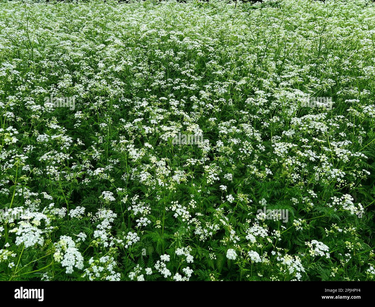 Hemlock conium maculatum delicate hi-res stock photography and images ...
