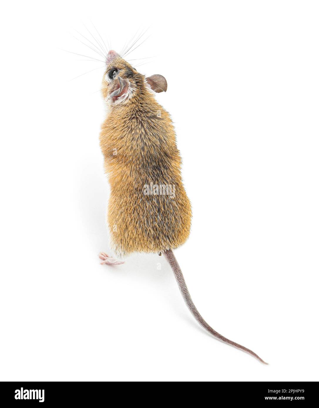 Small cute spiny mouse on white background Stock Photo - Alamy