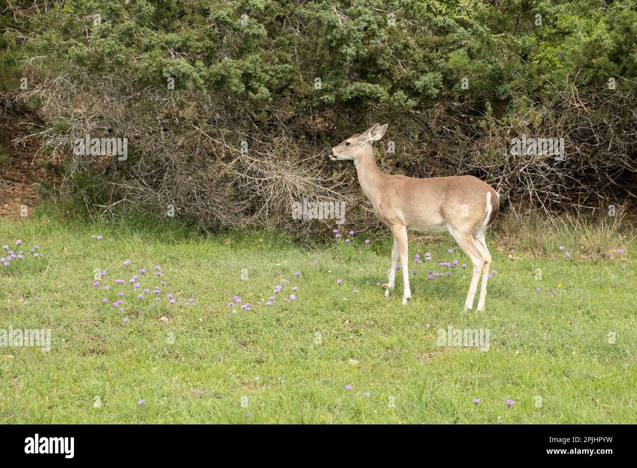Georgetown, Texas USA - white-tailed deer doe in grass with spring ...