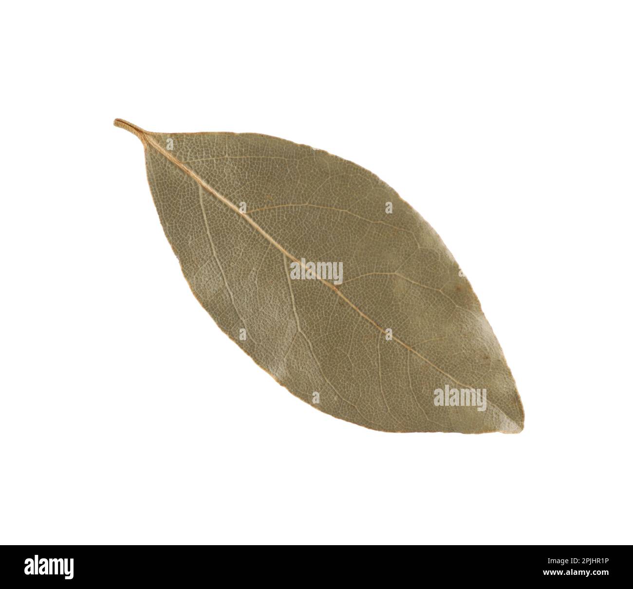One aromatic bay leaf isolated on white Stock Photo - Alamy