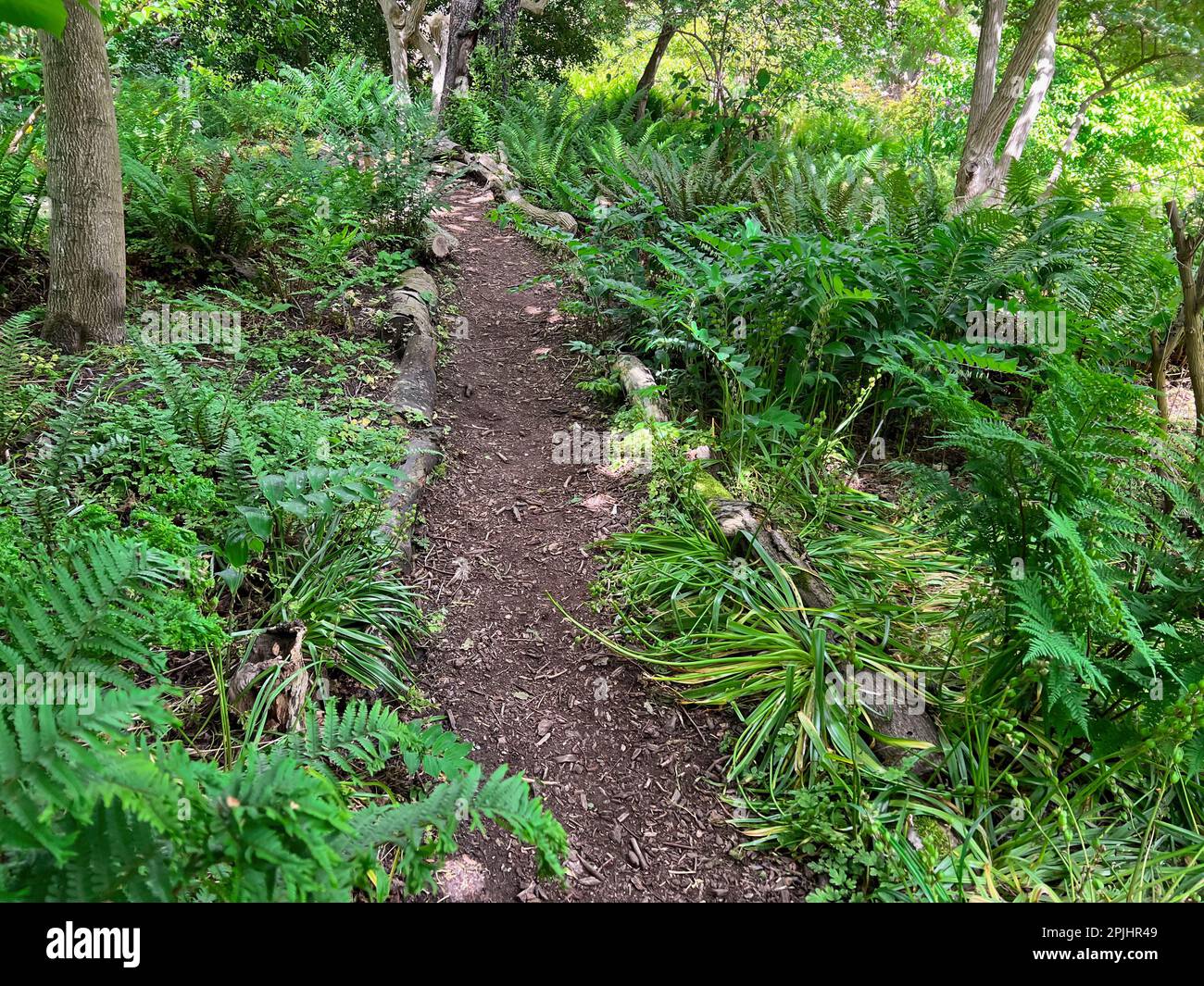 View of pathway going through park with beautiful green plants Stock ...