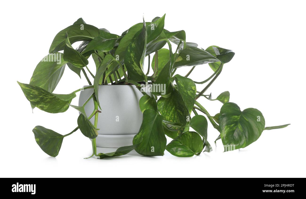 Golden decor element in Cut Out Stock Images & Pictures - Alamy