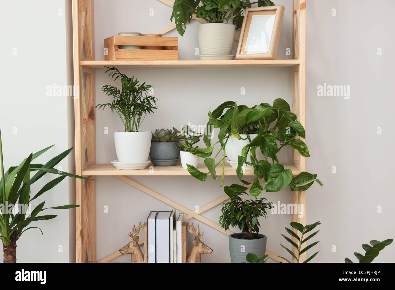 Wooden shelving unit with beautiful house plants indoors. Home design ...
