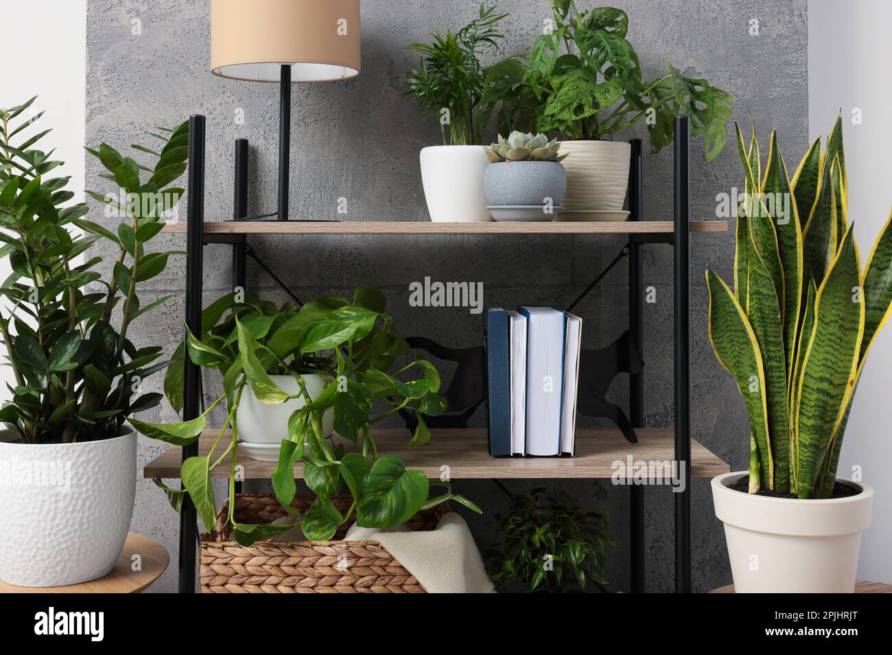 Stylish room interior with beautiful house plants. Home design idea ...