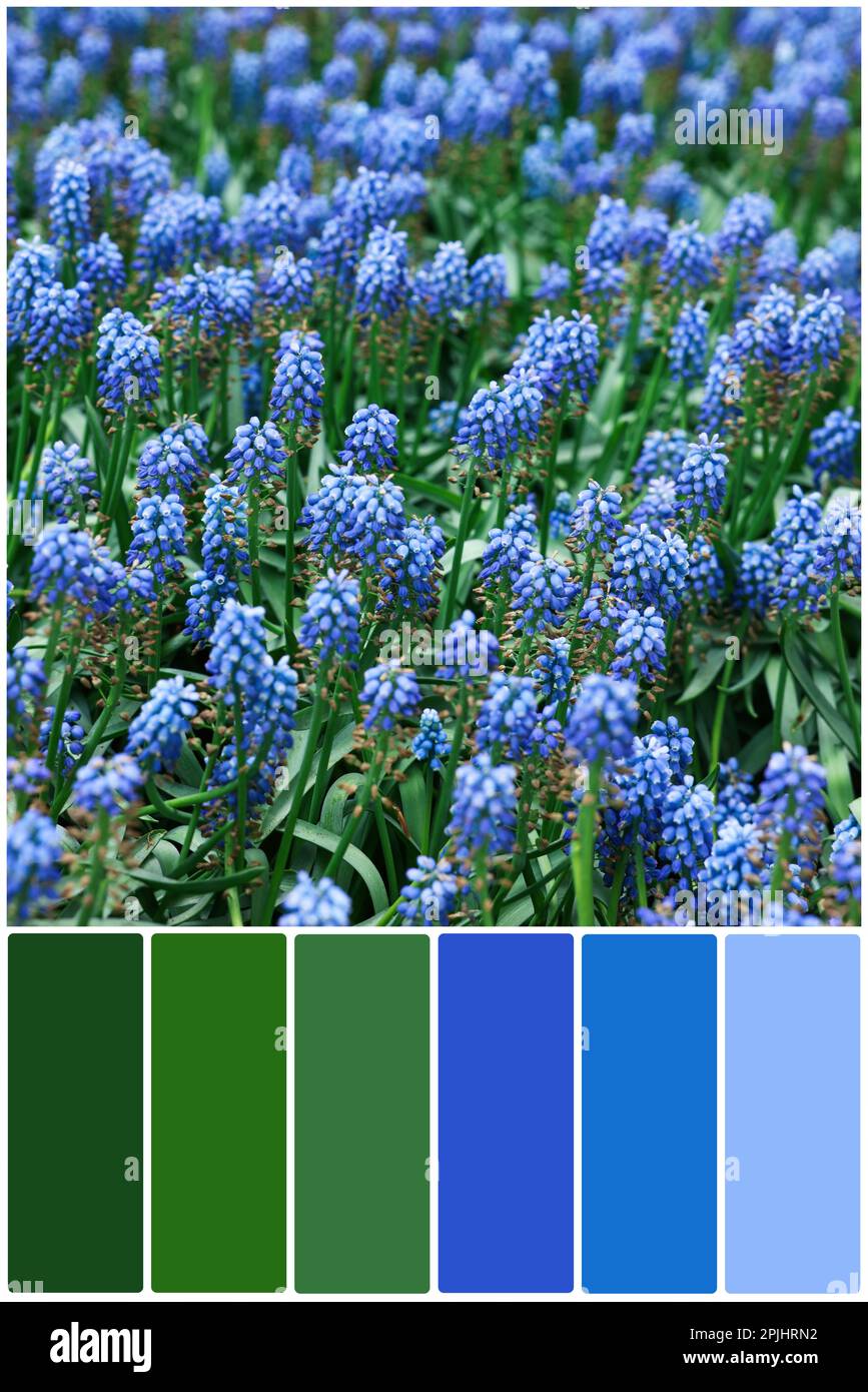 Color palette and many beautiful muscari flowers as background. Collage ...