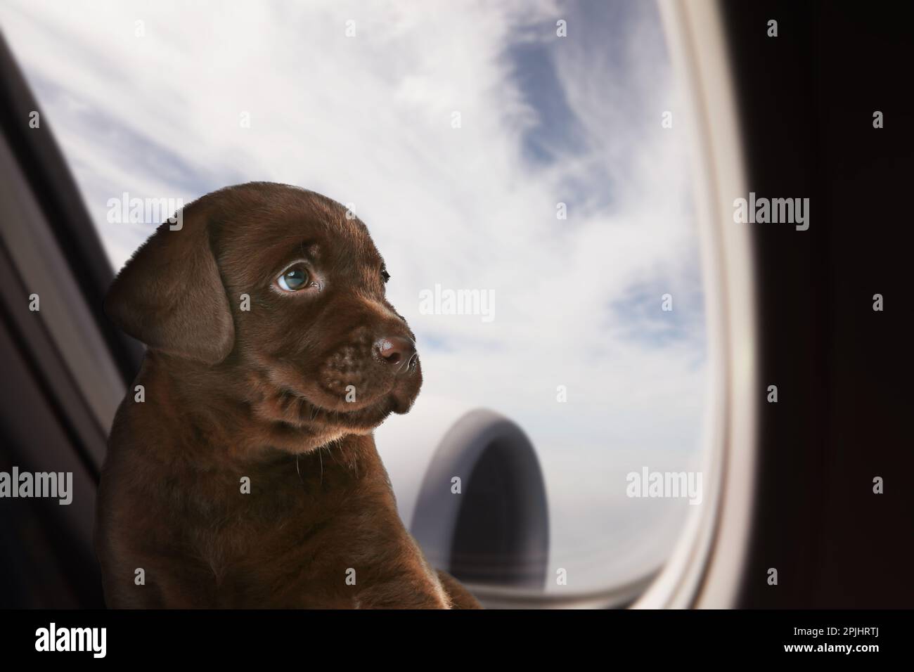 Travelling with pet. Chocolate Labrador Retriever puppy near window in ...