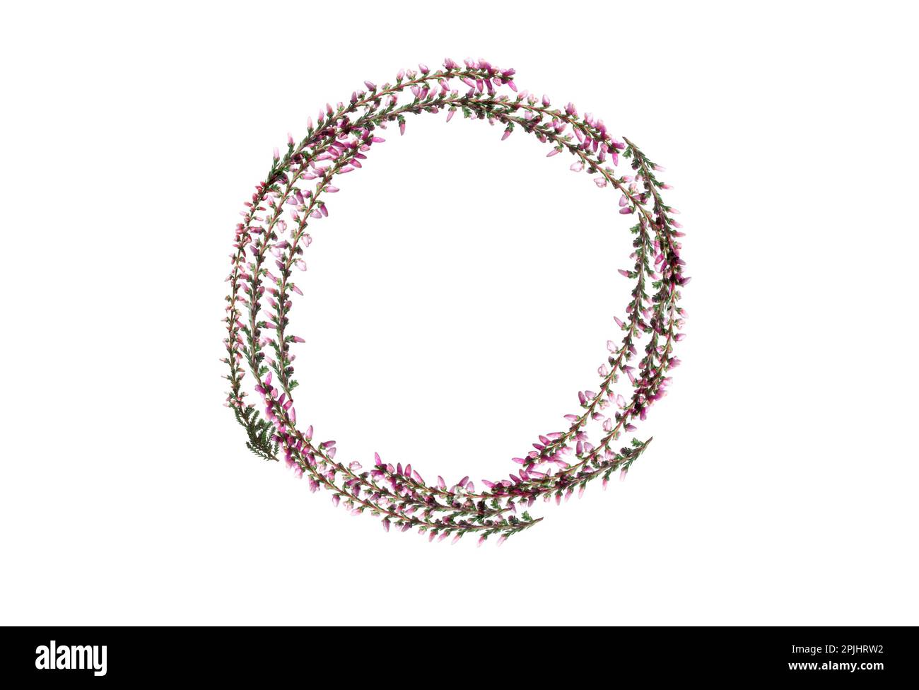 Frame of heather branches with beautiful flowers on white background ...