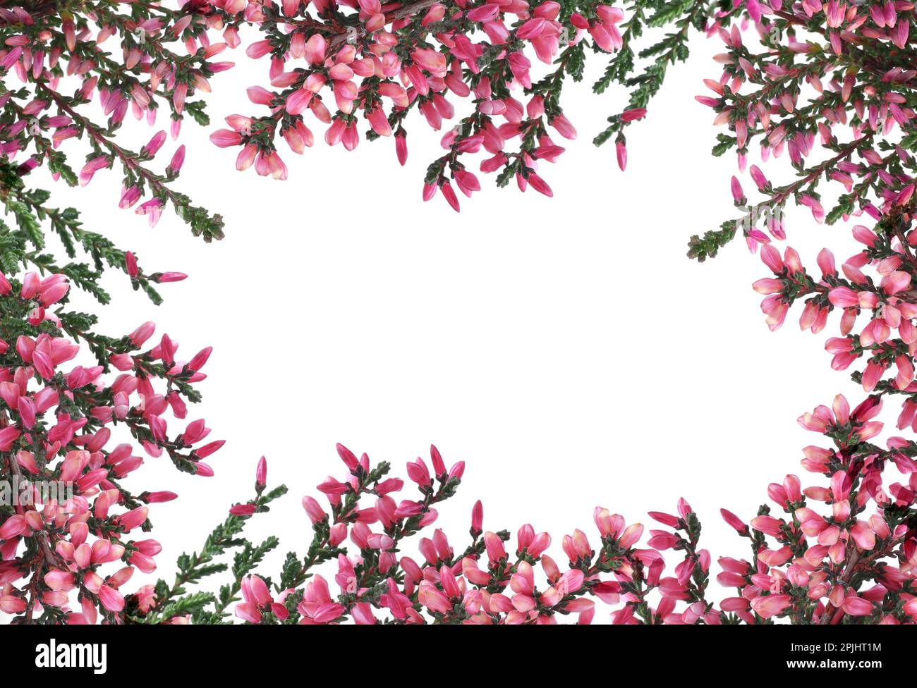 Frame of heather branches with beautiful flowers on white background ...