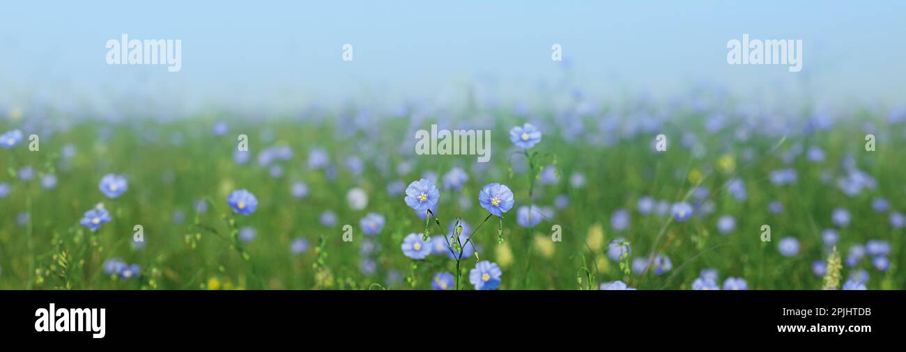 Meadow banner hi-res stock photography and images - Alamy