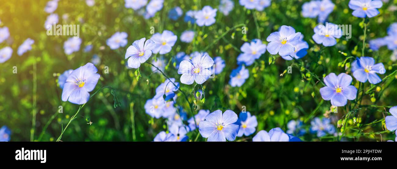 Meadow banner hi-res stock photography and images - Alamy