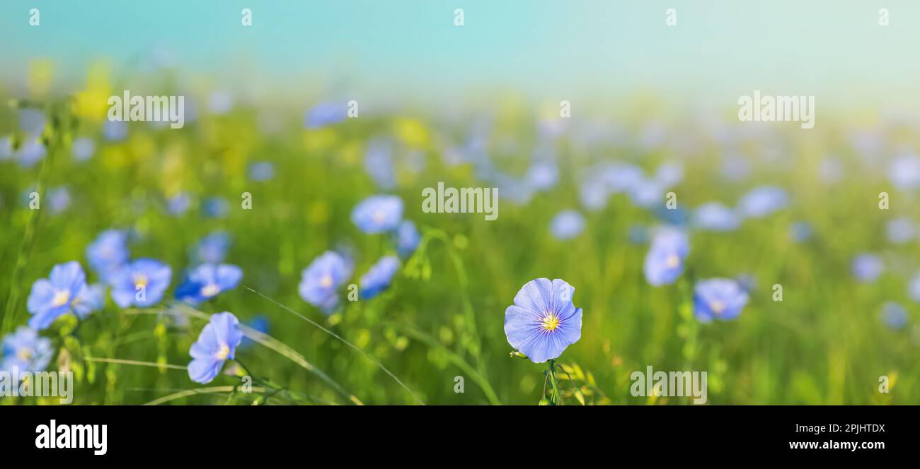 Beautiful blooming flax plant in meadow. Banner design Stock Photo - Alamy