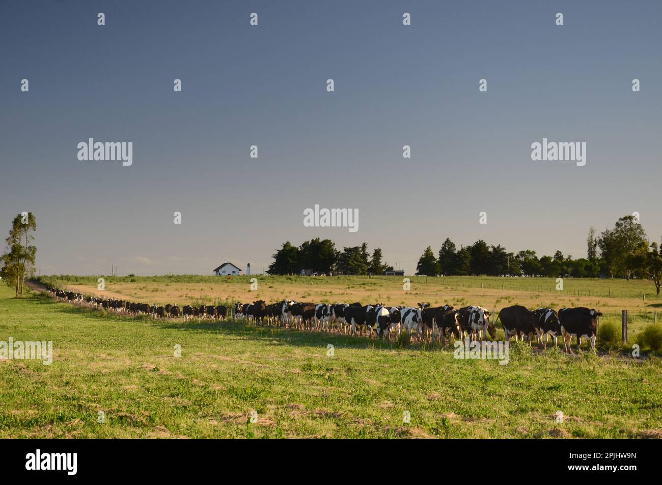 Long line of cows going to graze in a field, during sunset. San Ramon ...