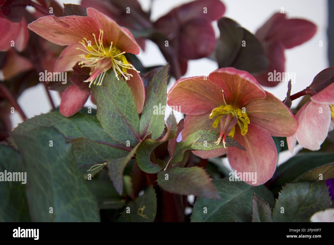Close up of pink helleborus orientalis, the Lenten rose. In the ...