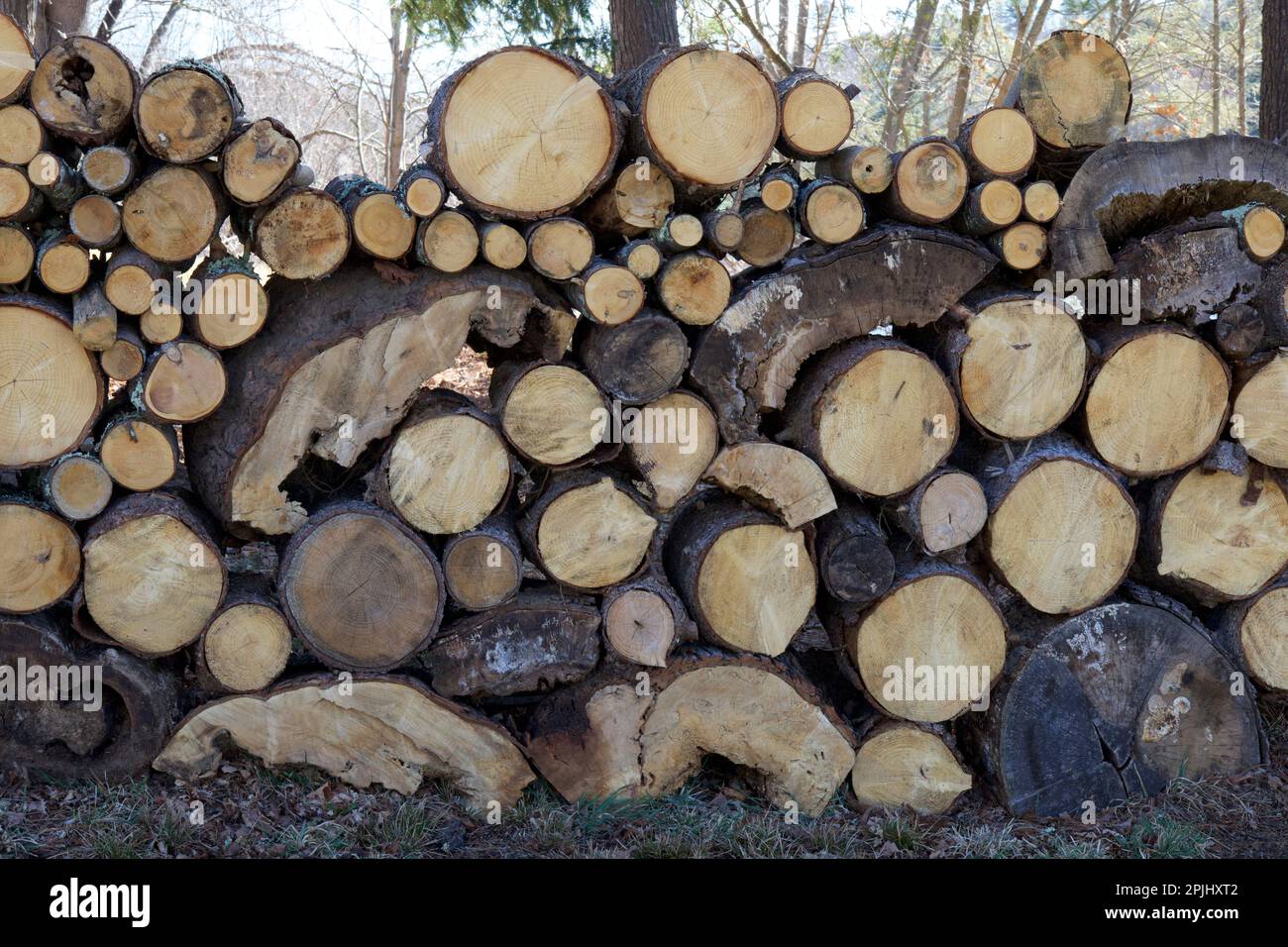 Pile of wood with different shapes and sizes. Stacked at the edge of a ...