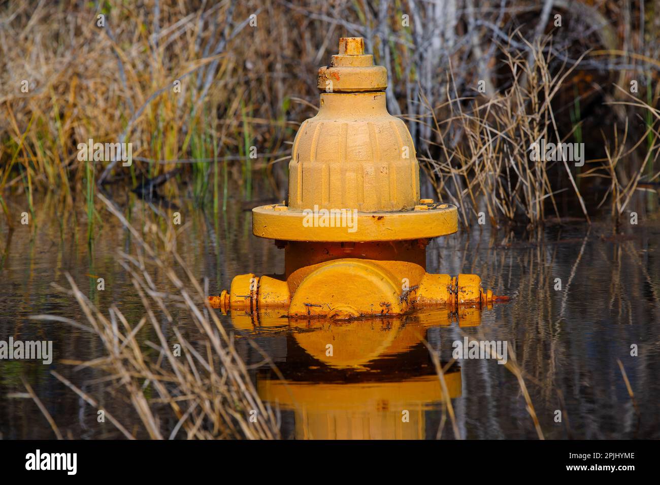 Fire Hydrant orange/yellow in flood water Stock Photo - Alamy