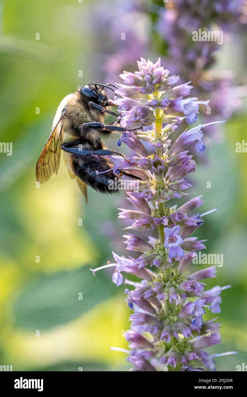 A bumble bee collecting pollen Stock Photo - Alamy
