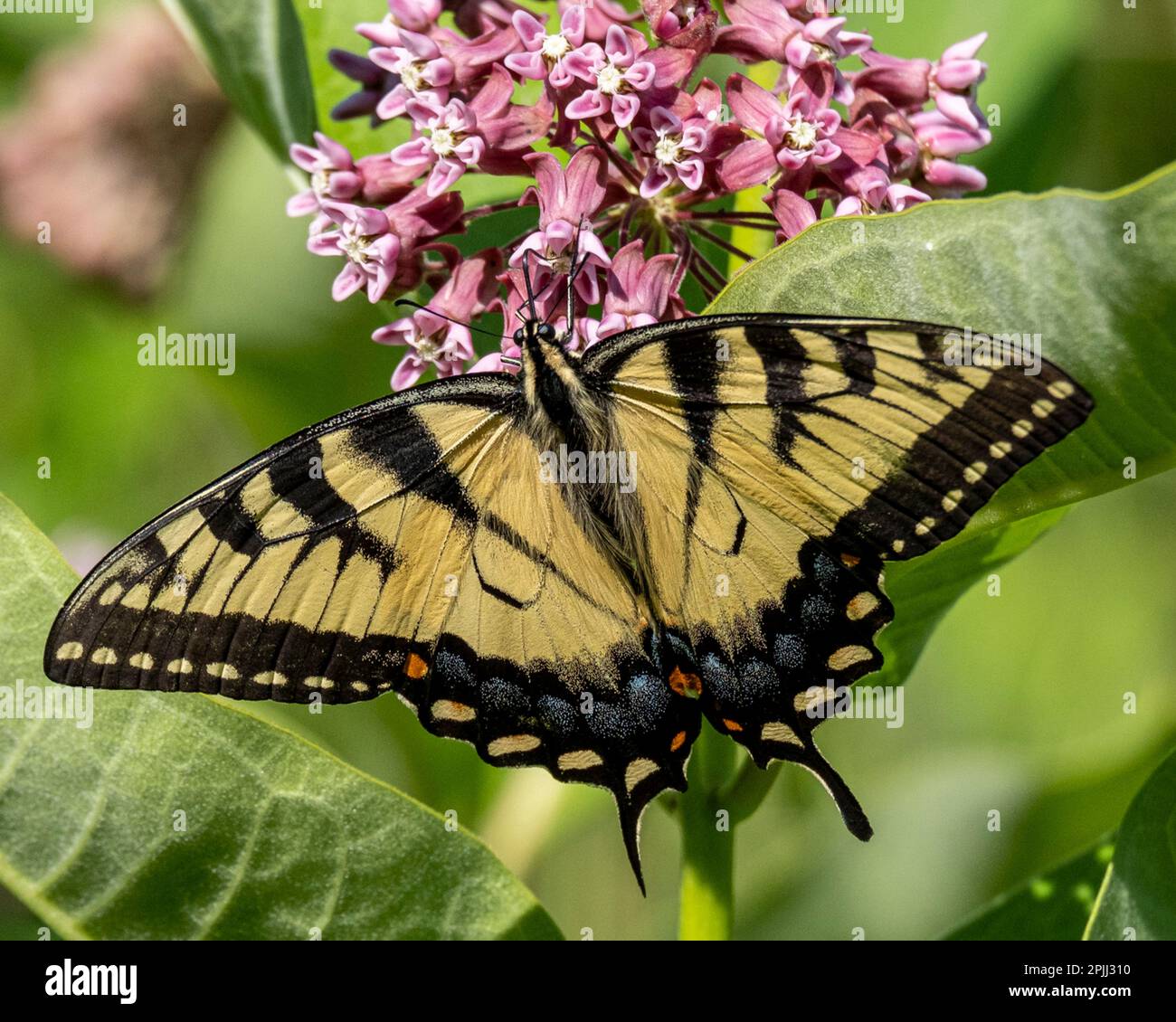 Eastern swallowtail on a milkweed plant Stock Photo - Alamy