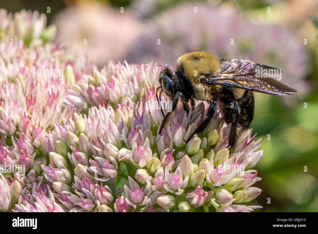 Bumble bee pollen hi-res stock photography and images - Alamy