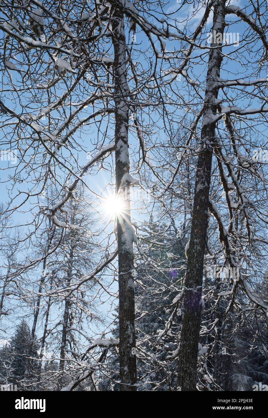 Two cottonwood trees hi-res stock photography and images - Alamy