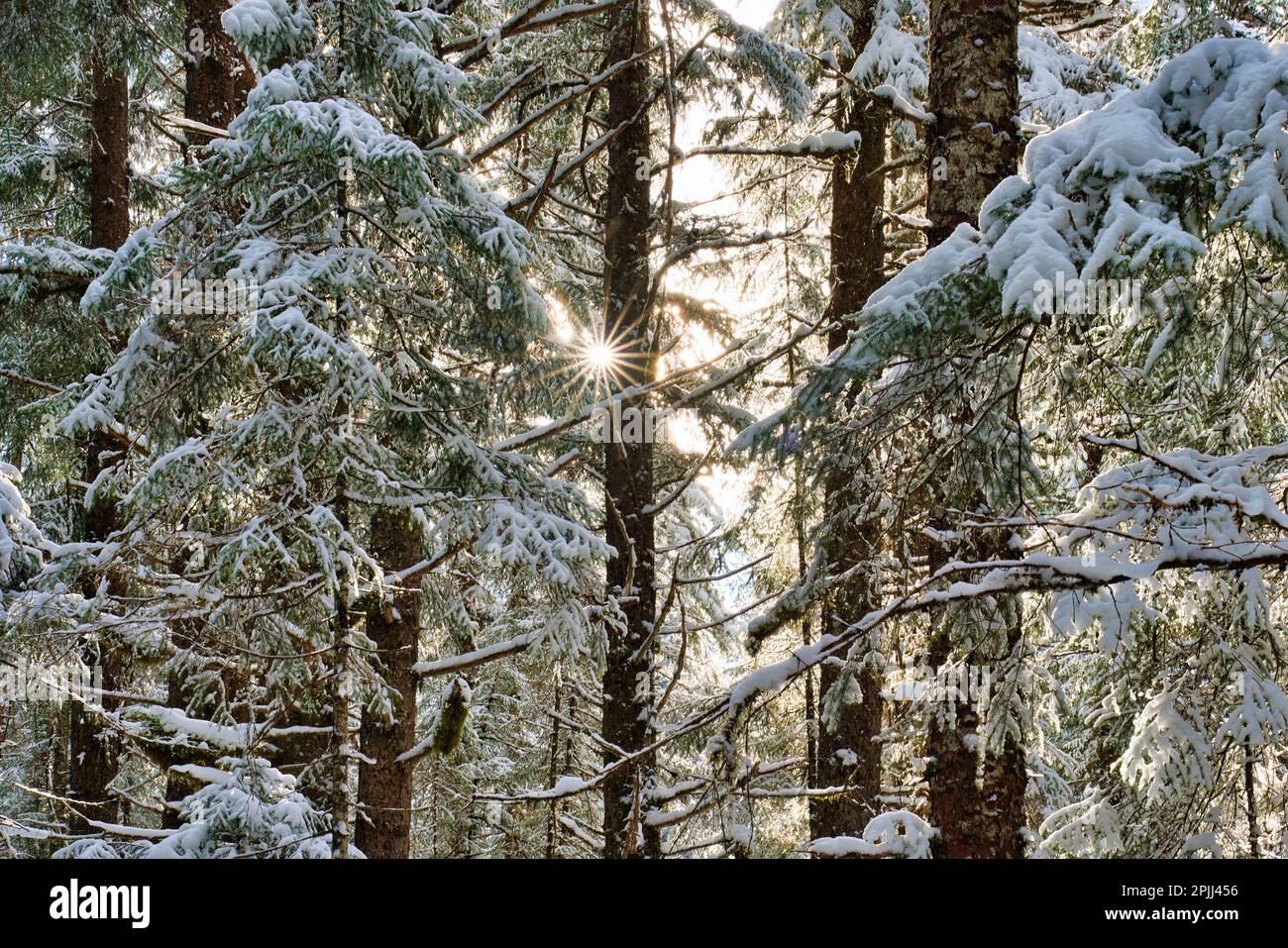 Sun rays shining through a spruce, hemlock forest in Alaska in winter ...