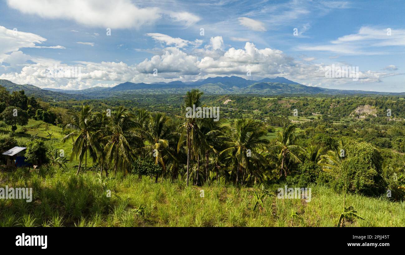 Aerial view of tropical landscape with mountains through palm trees ...