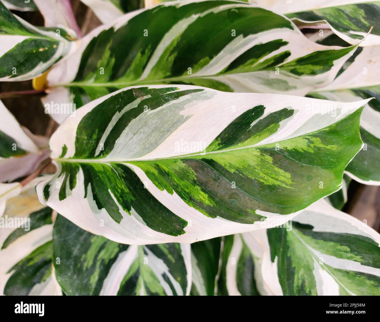 Calathea white fusion hi-res stock photography and images - Alamy