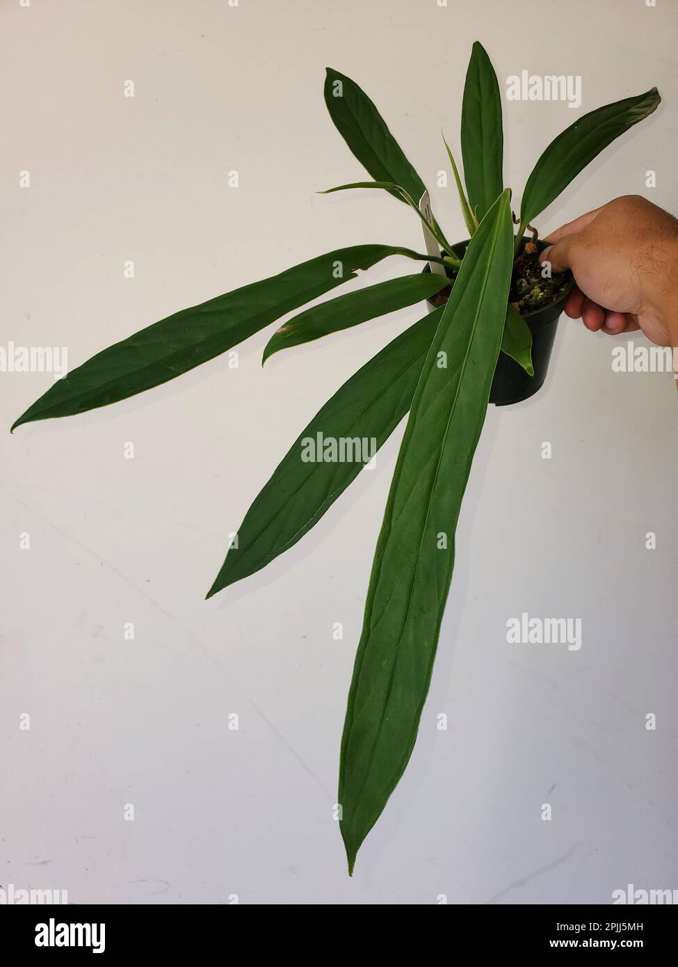 The long pendant leaves of Anthurium Ceronii, a rare tropical plant ...