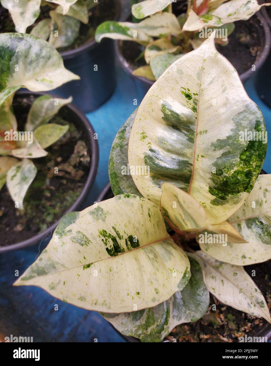Variegated ficus elastica hi-res stock photography and images - Alamy