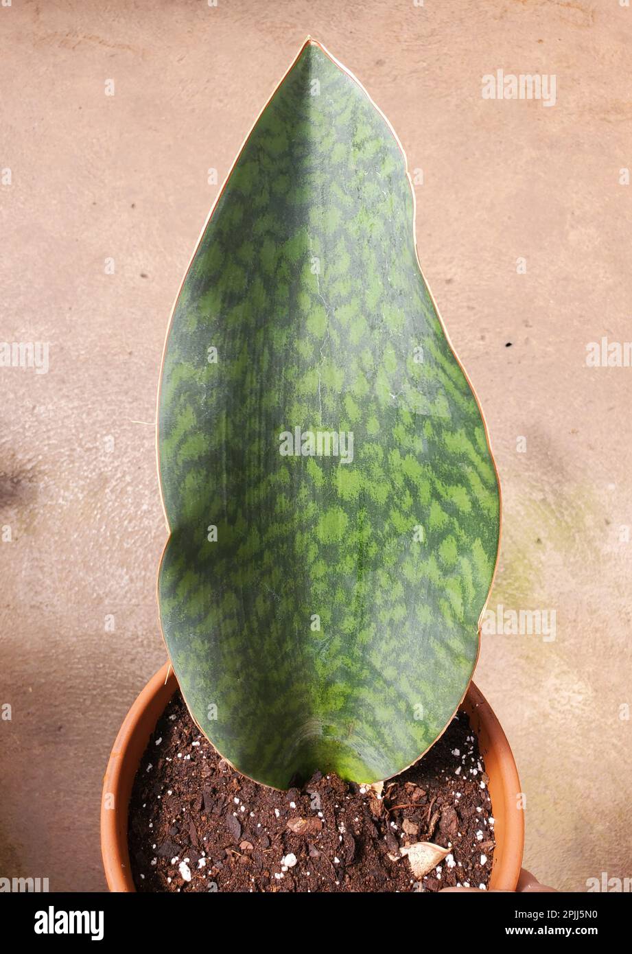 Close up of a Sanseviera Whale Fin, a rare type of a snake plant Stock ...