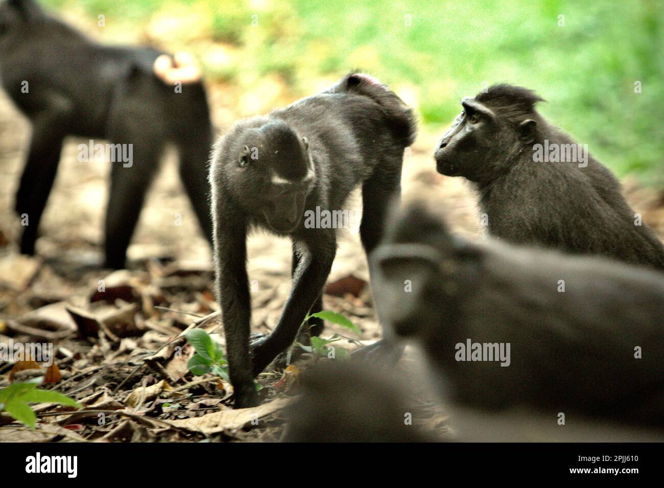 Primate gesture hi-res stock photography and images - Alamy