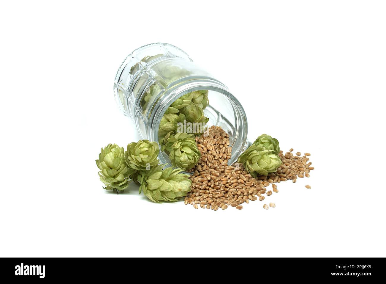 Fresh green hops cones and wheat grain seeds in a glass beer mug ...